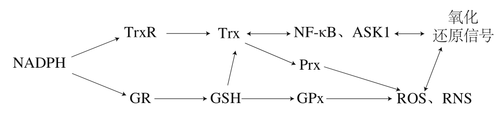乳酸菌抗氧化调控体系研究进展